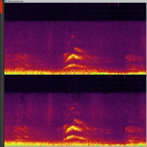 Como quitar chillido de una niña en un concierto : Grabación y mezcla ...